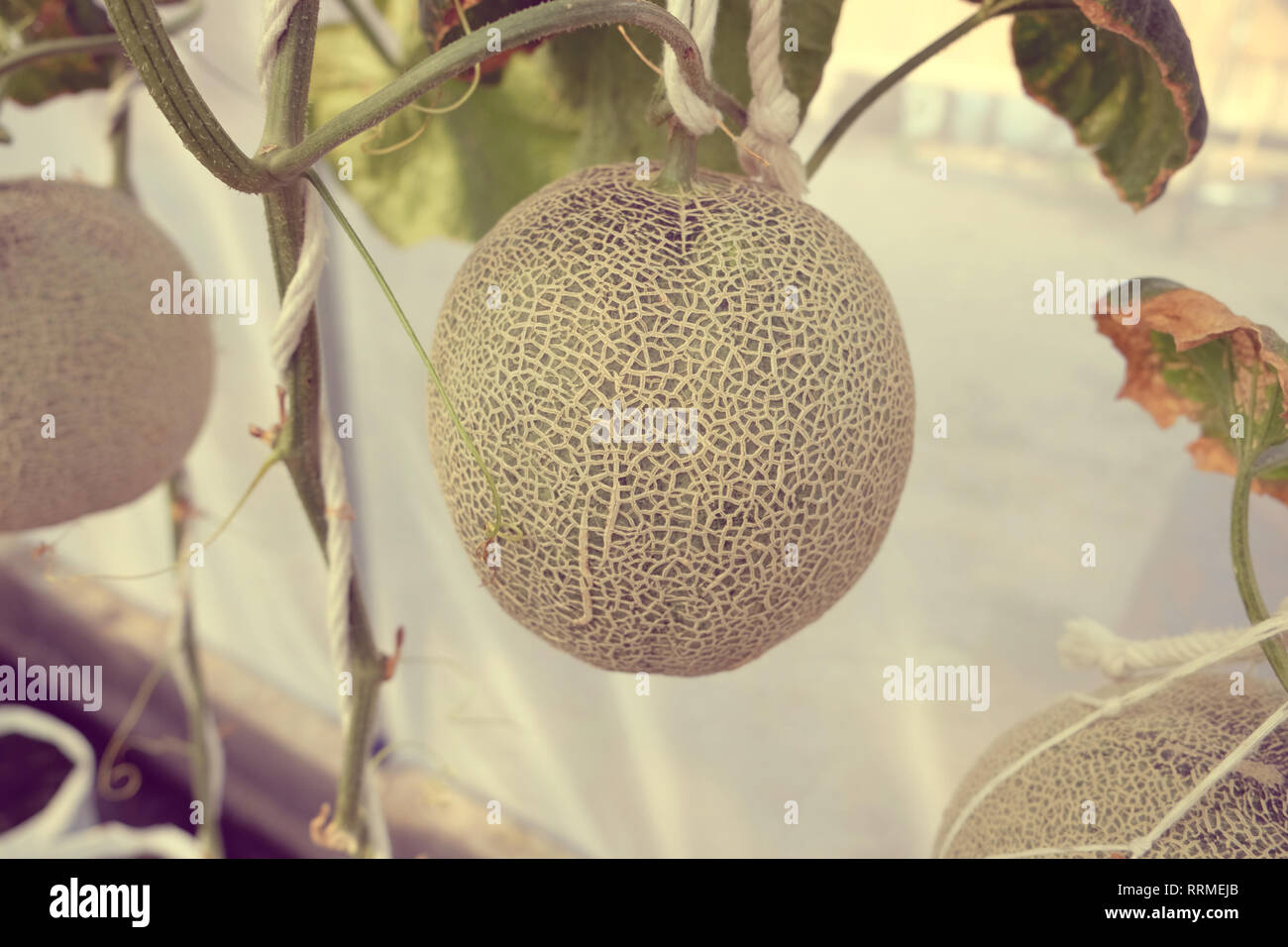 young sprout of Japanese melons or green melons or cantaloupe melons ...