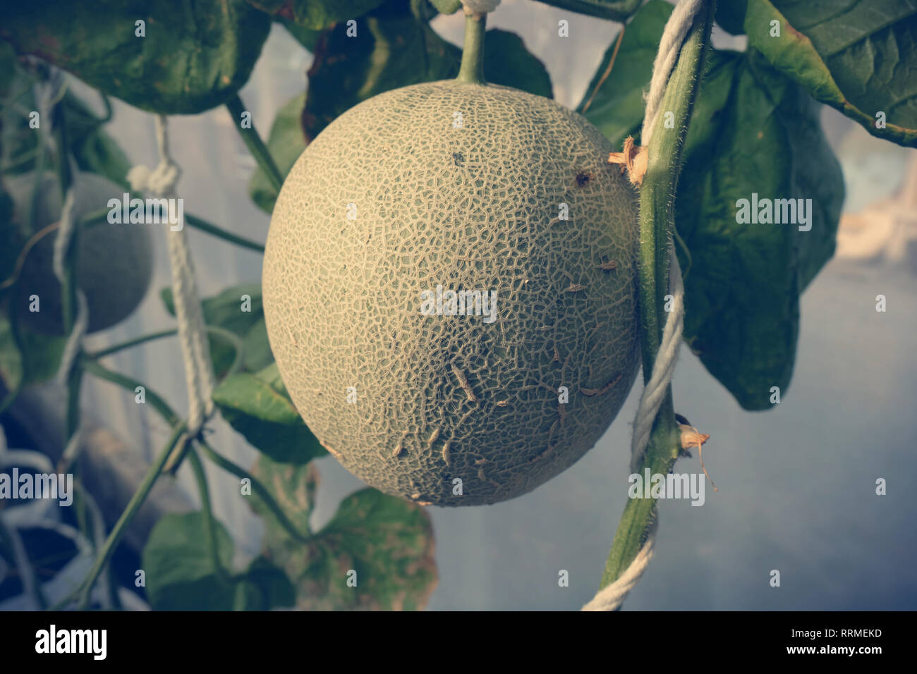 Melon growing in greenhouse hi-res stock photography and images - Alamy