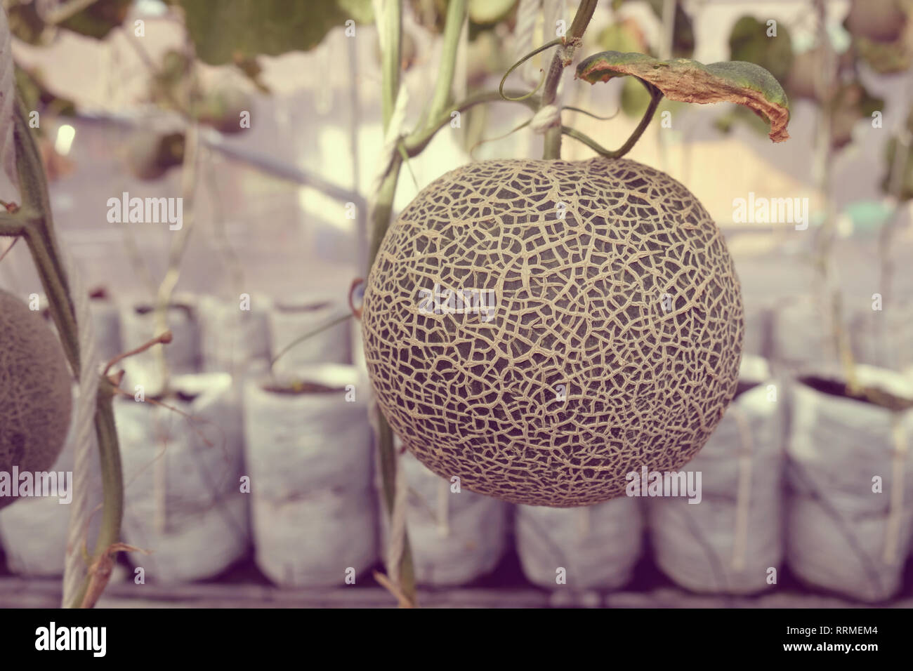 Cantaloupe melon tree hi-res stock photography and images - Alamy