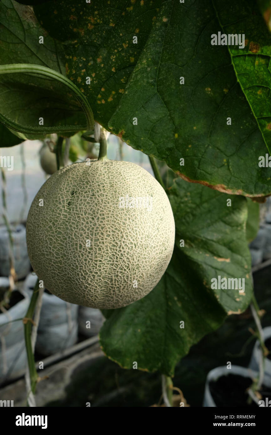 young sprout of Japanese melons or green melons or cantaloupe melons ...