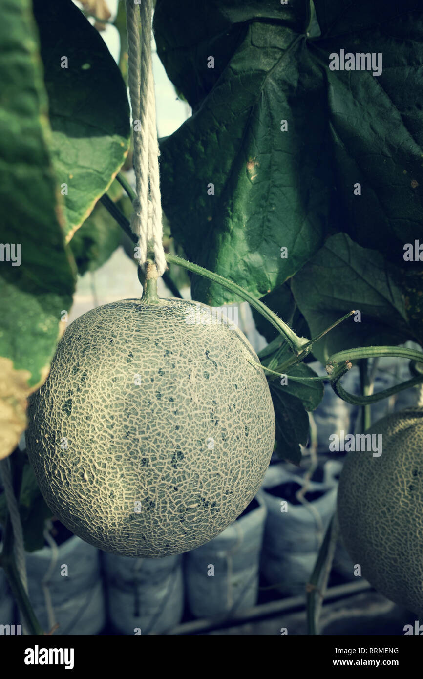 young sprout of Japanese melons or green melons or cantaloupe melons ...