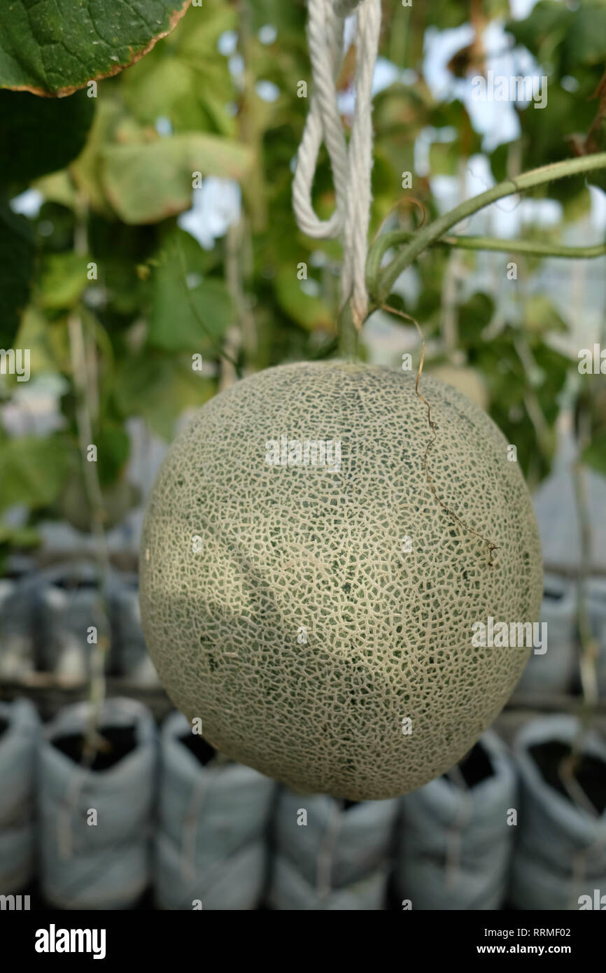 young sprout of Japanese melons or green melons or cantaloupe melons ...