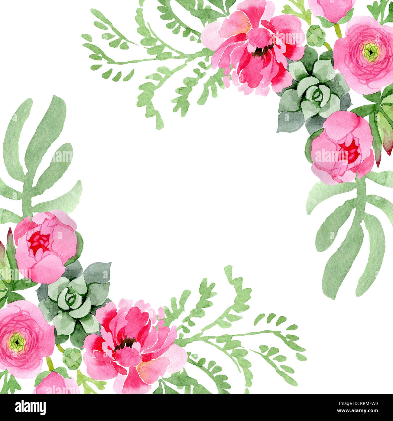 Pink ranunculus floral botanical flowers. Watercolor background ...