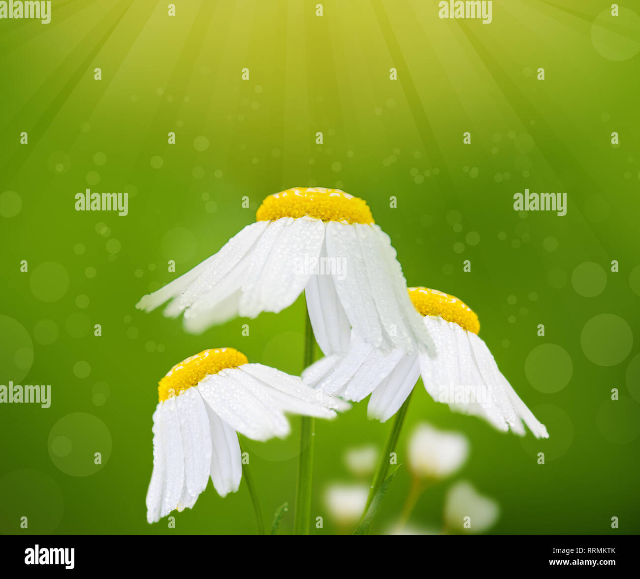 Flowers blooming on green screen hi-res stock photography and images ...