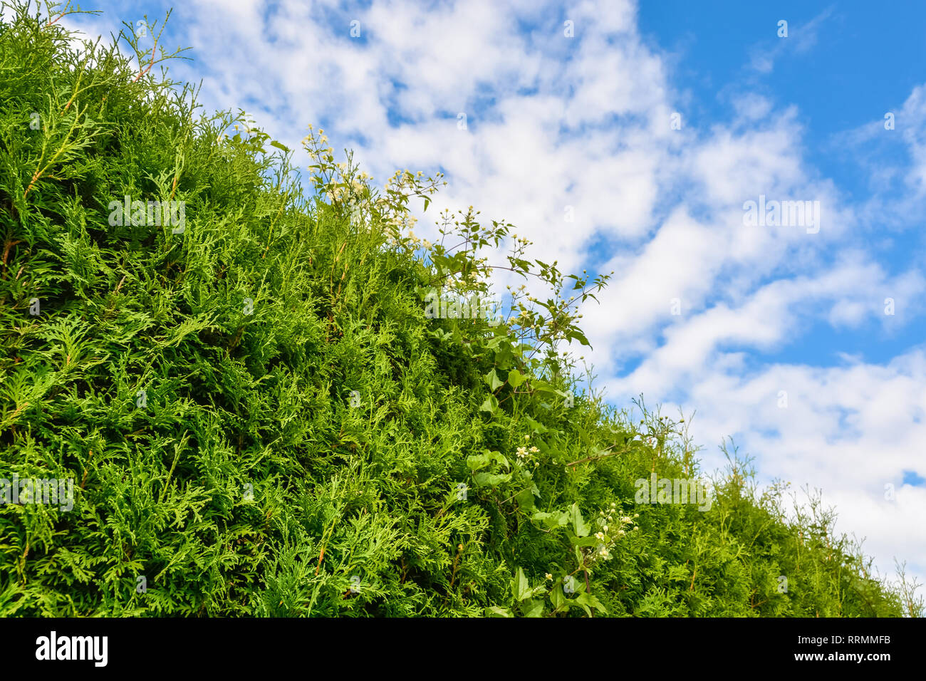 Edge of green hedge with cloudy sky above Stock Photo - Alamy