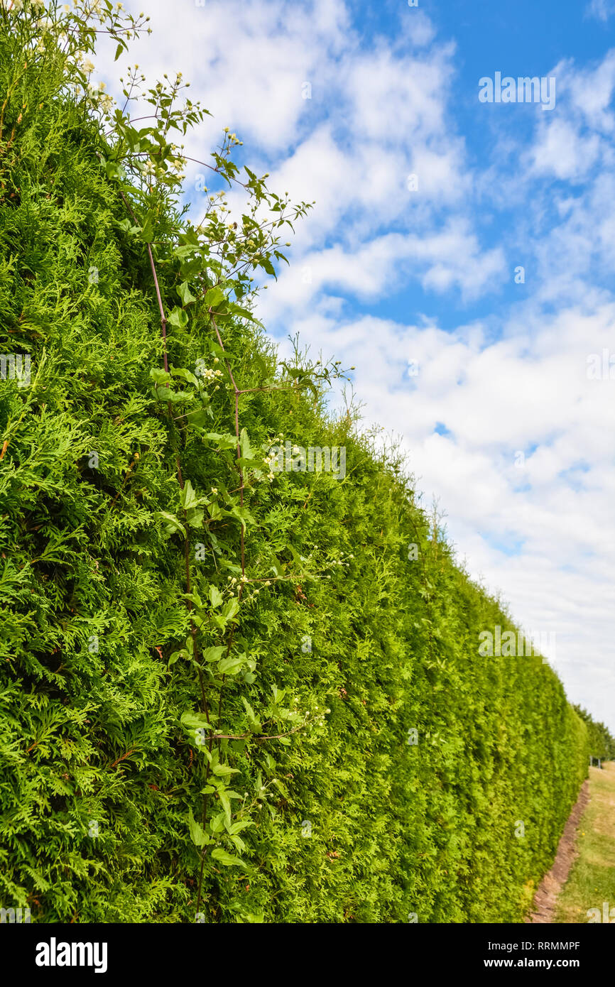 Edge of green hedge with cloudy sky above Stock Photo - Alamy