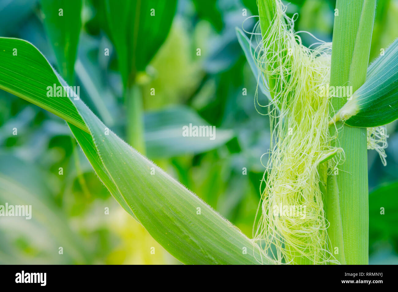 Corn farm before harvest Stock Photo - Alamy
