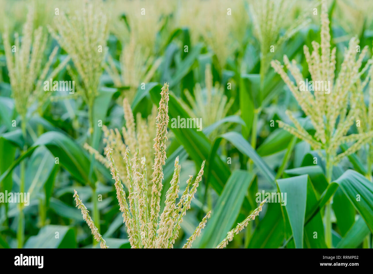 Field growing corn before hi-res stock photography and images - Alamy