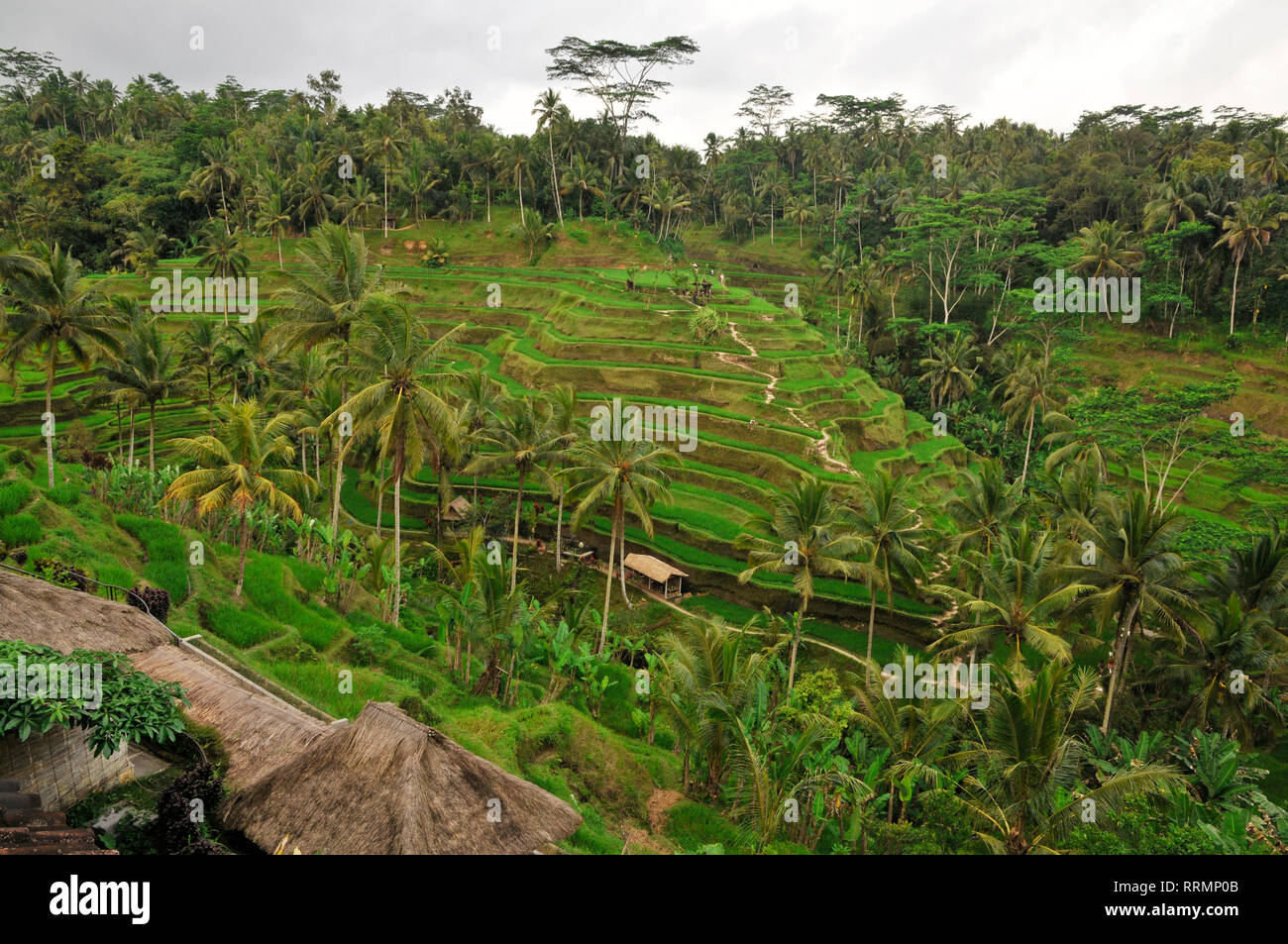 Bali, Rice fields Stock Photo - Alamy