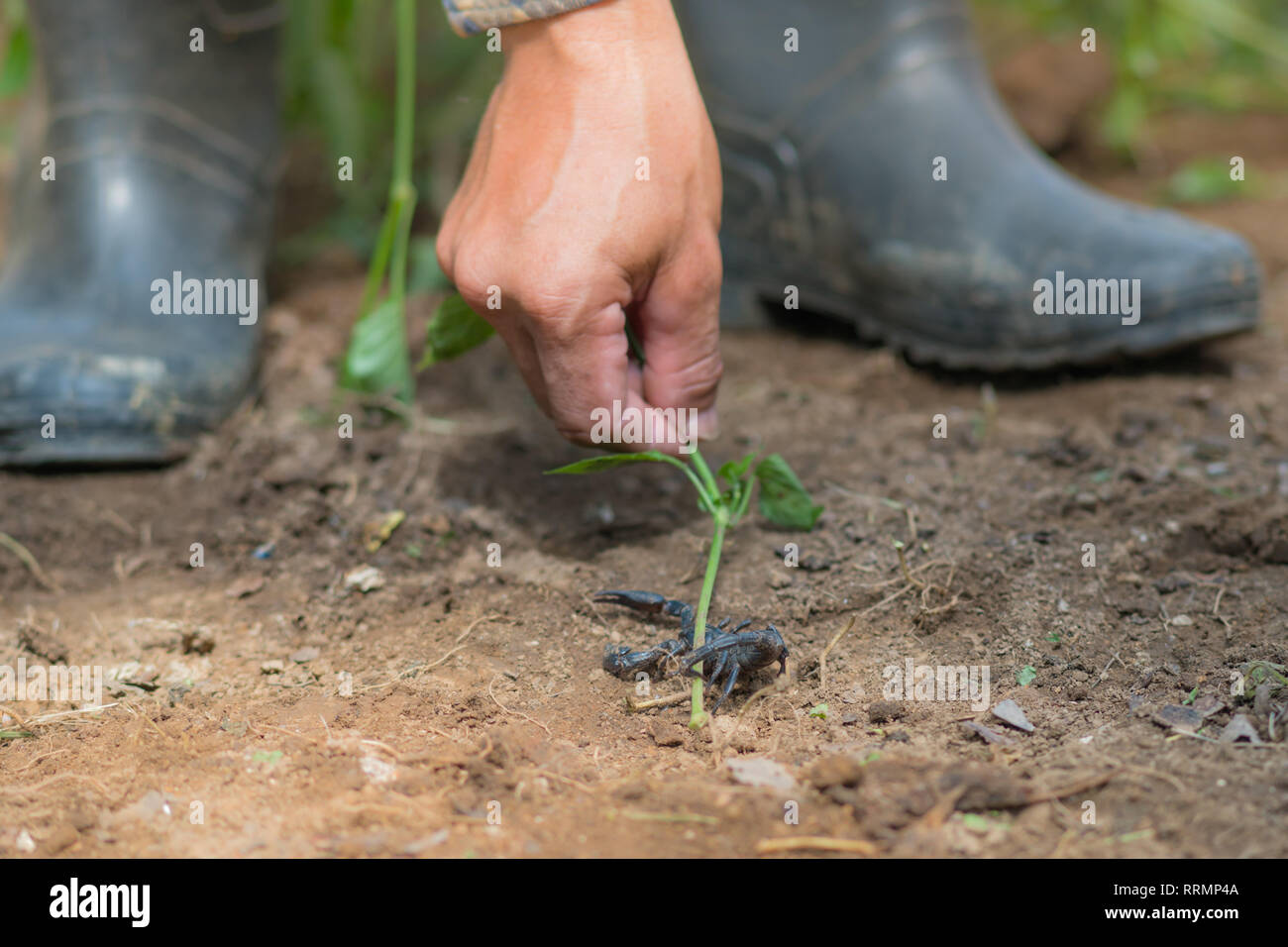 Scorpion is fighting with the spade of farmer Stock Photo - Alamy