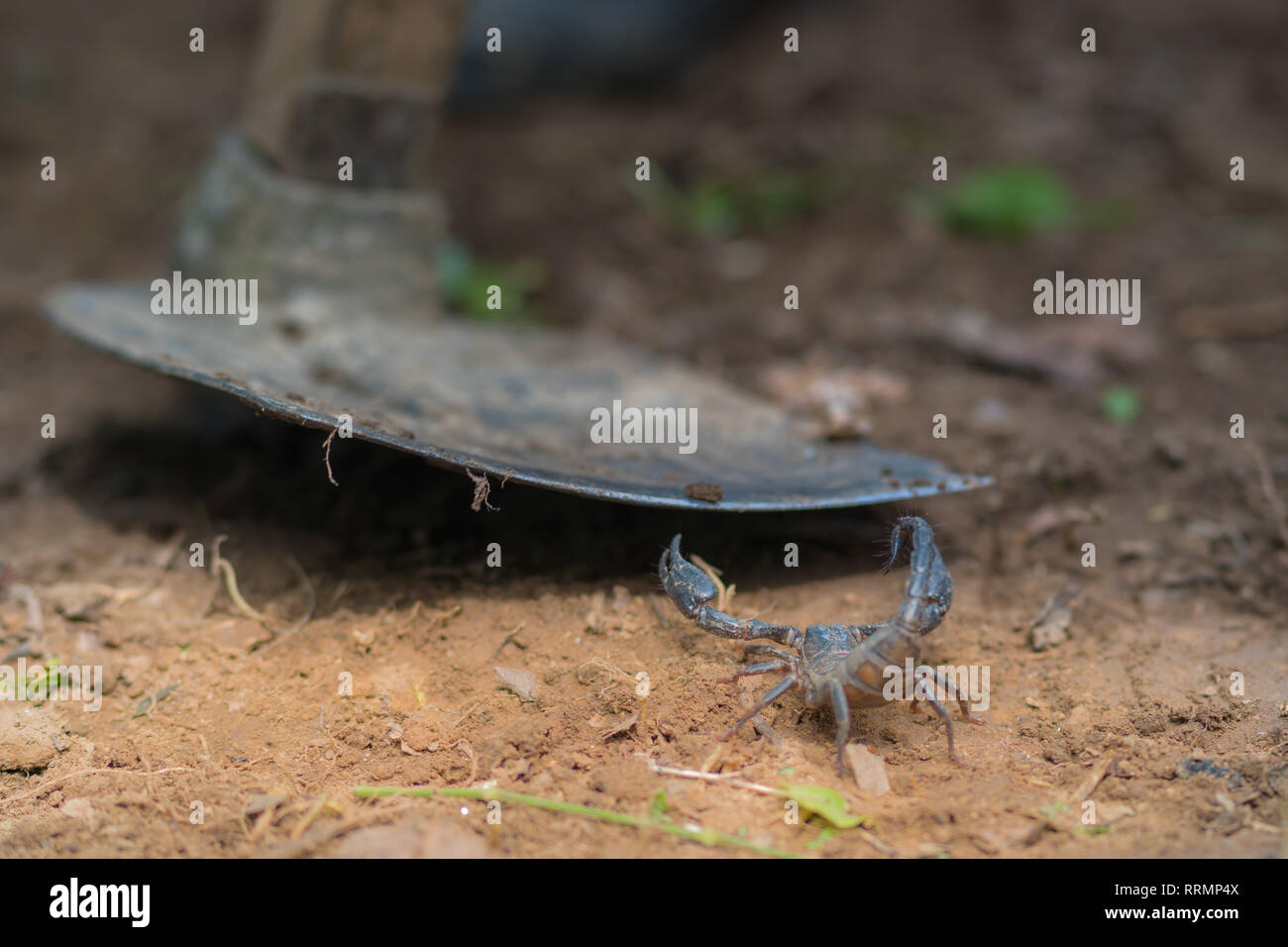 Scorpion is fighting with the spade of farmer Stock Photo - Alamy