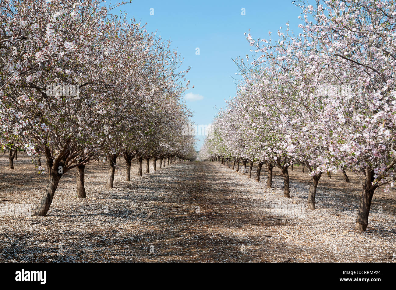 Almonds trees orchard Stock Photo - Alamy