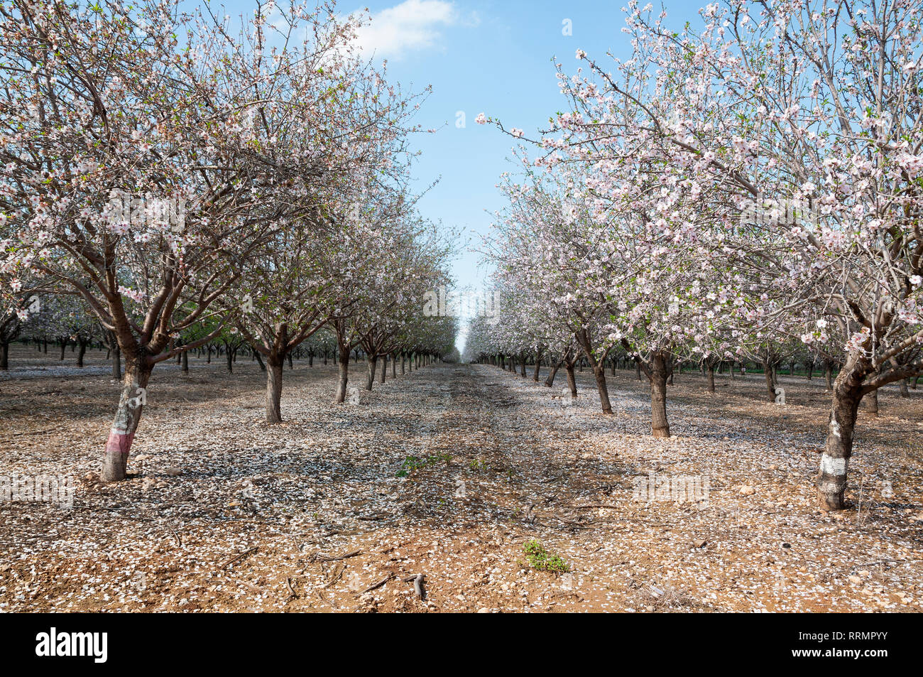 Pictures of blooming almond tree hi-res stock photography and images ...