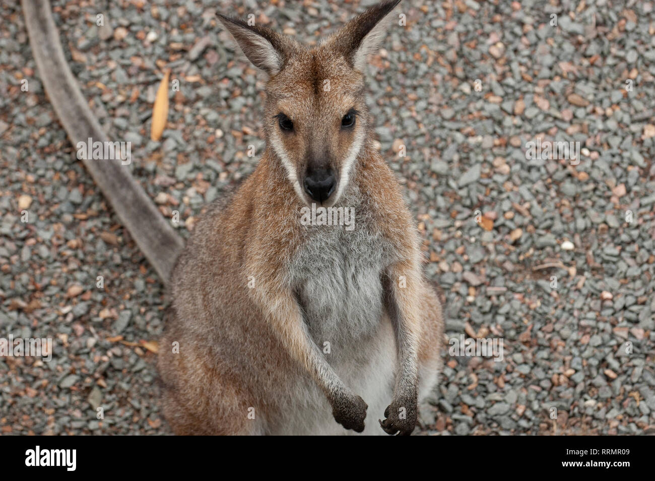 Inquisitive wallaby hi-res stock photography and images - Alamy