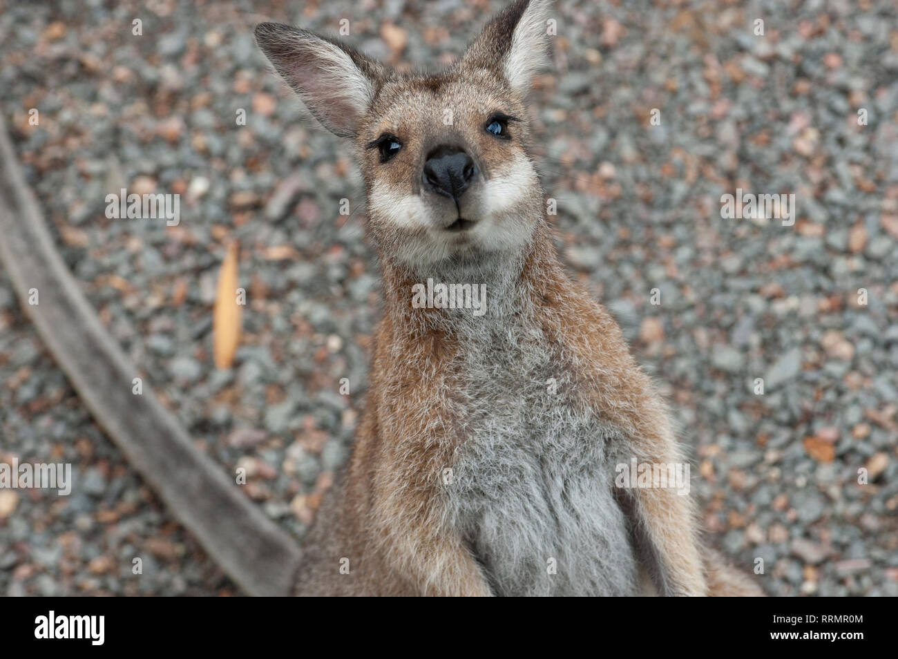 Inquisitive wallaby hi-res stock photography and images - Alamy