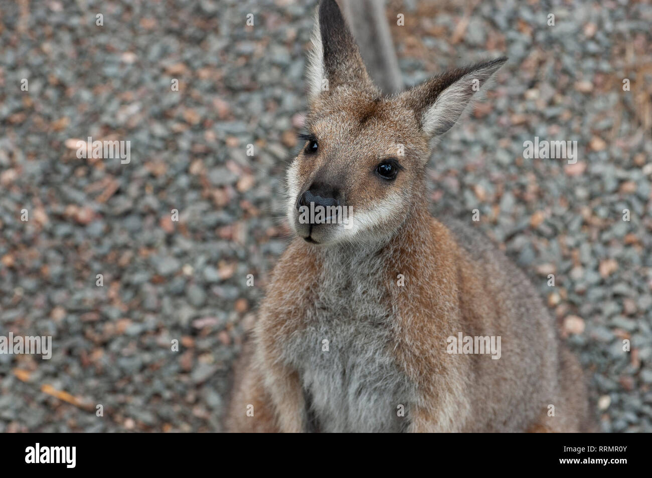Inquisitive wallaby hi-res stock photography and images - Alamy