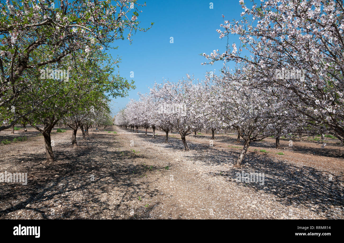 Almond grove blossom hi-res stock photography and images - Alamy