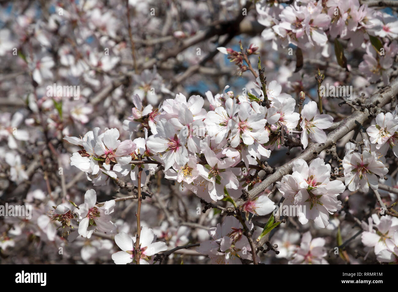 Almonds trees orchard Stock Photo - Alamy