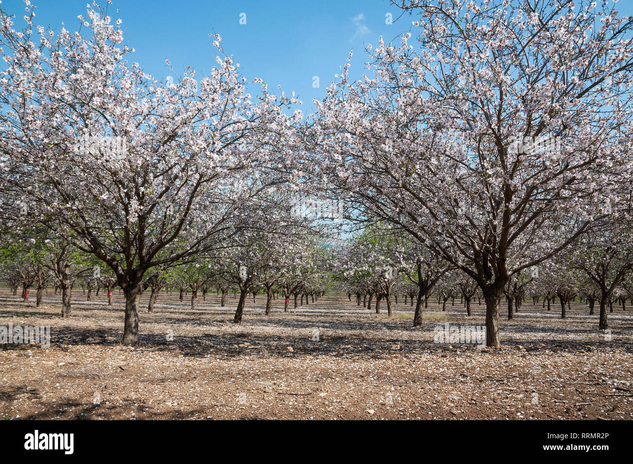 Almonds trees orchard Stock Photo - Alamy