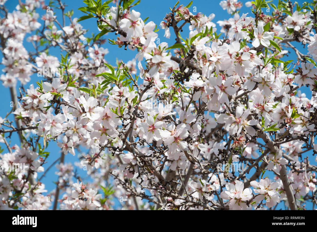 Almonds trees orchard Stock Photo - Alamy