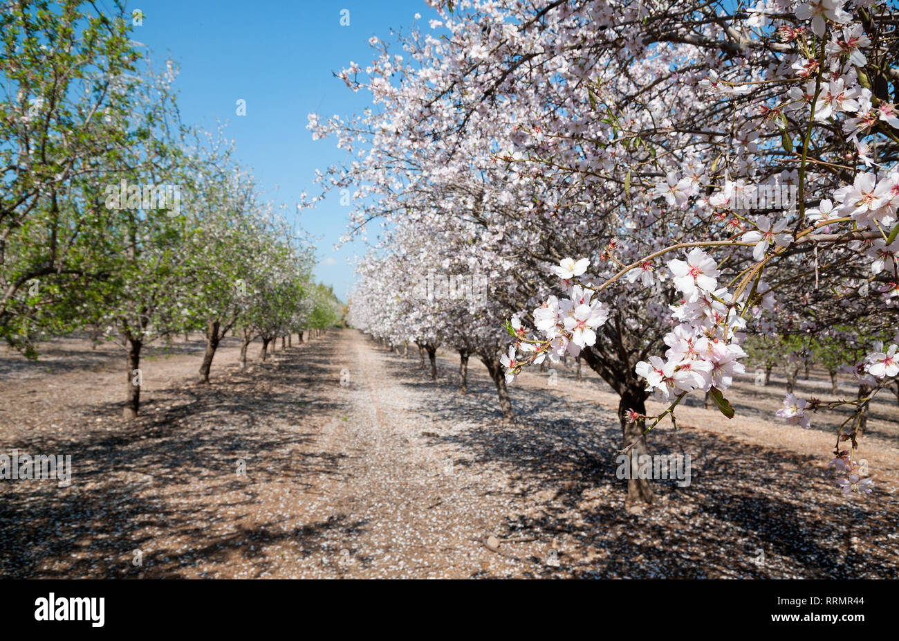 Almonds trees orchard Stock Photo - Alamy