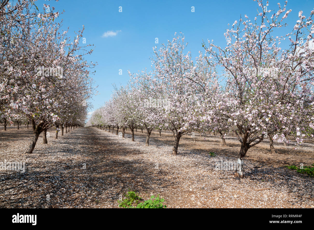 Pictures of blooming almond trees hi-res stock photography and images ...