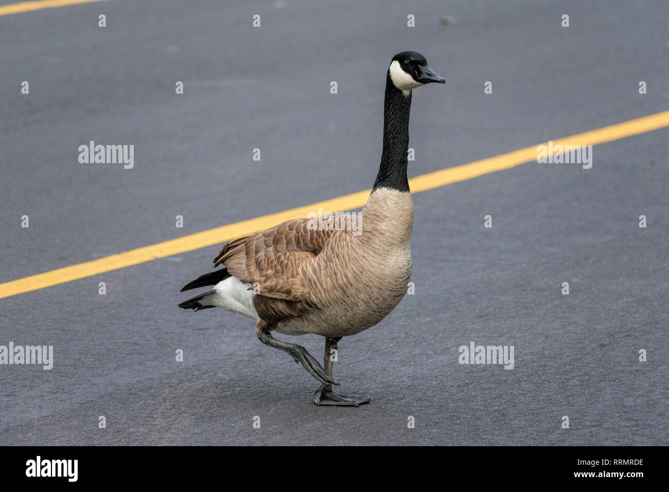 Canada Geese Crossing Road High Resolution Stock Photography and Images ...