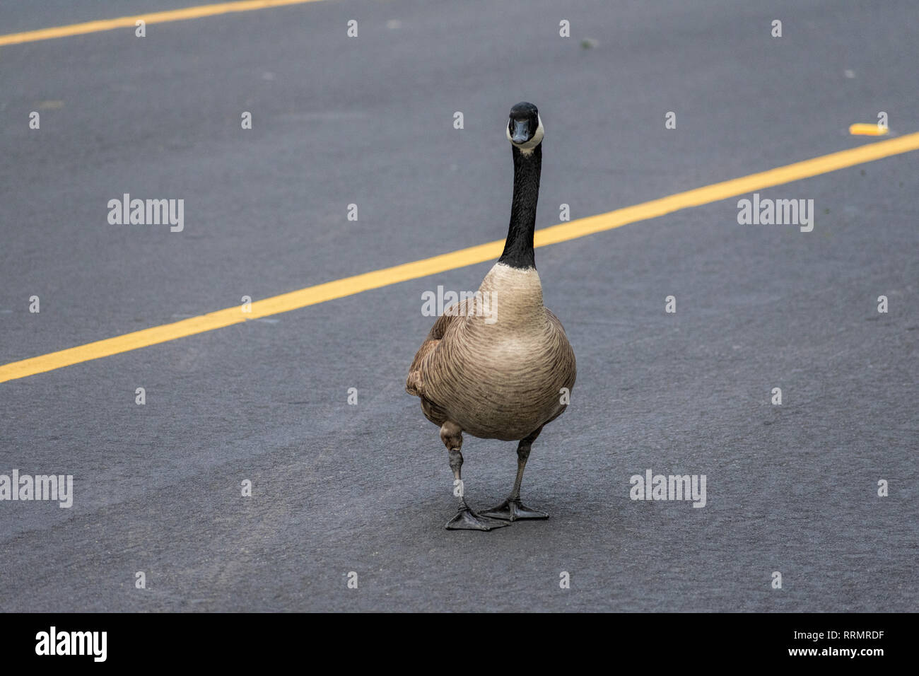 Canada Geese Crossing Road High Resolution Stock Photography and Images ...