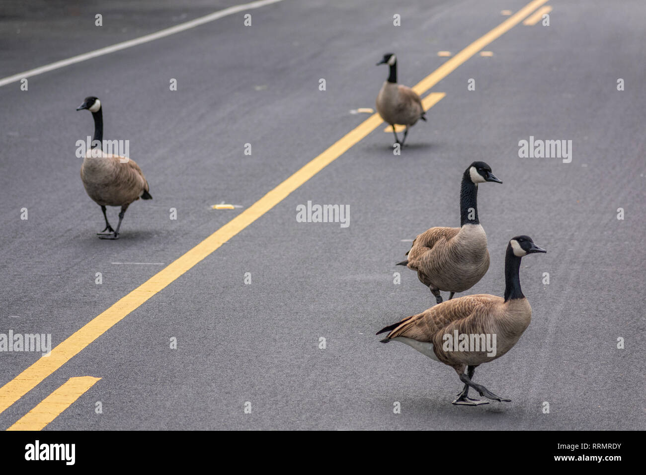 Canada geese crossing road hi-res stock photography and images - Alamy