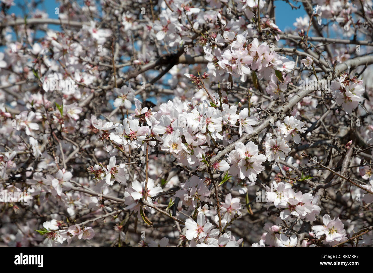 Almonds trees orchard Stock Photo - Alamy