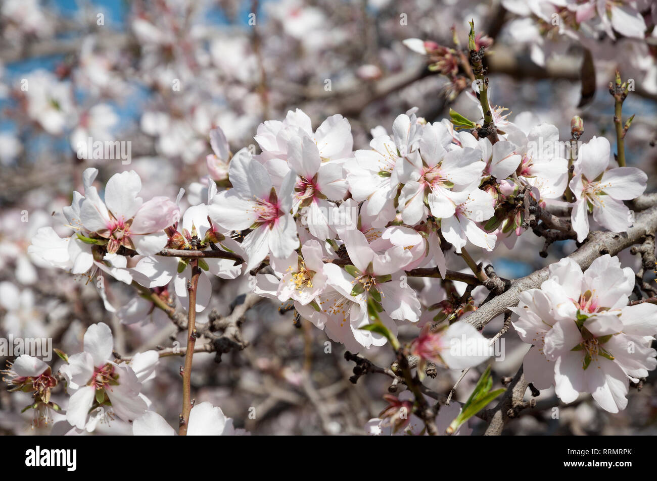 Pictures of blooming almond tree hi-res stock photography and images ...