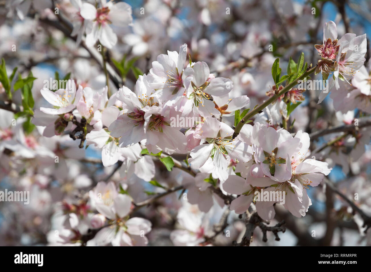 Pictures of blooming almond tree hi-res stock photography and images ...