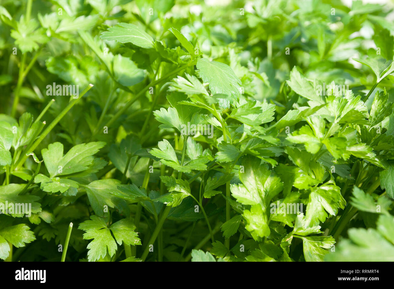 Mixed super food vegetables Stock Photo - Alamy