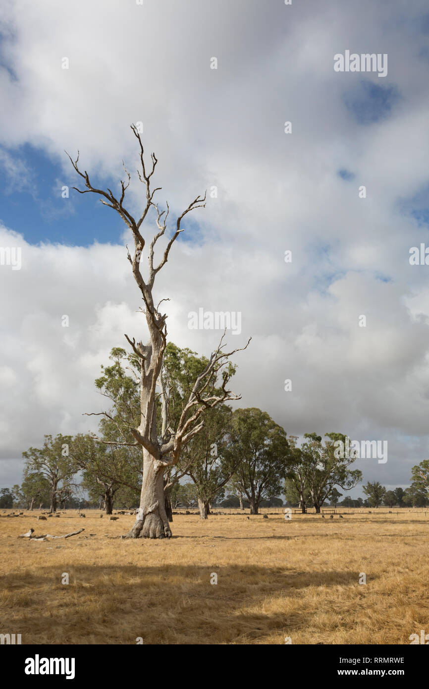 Tree in field pasture dead hi-res stock photography and images - Alamy