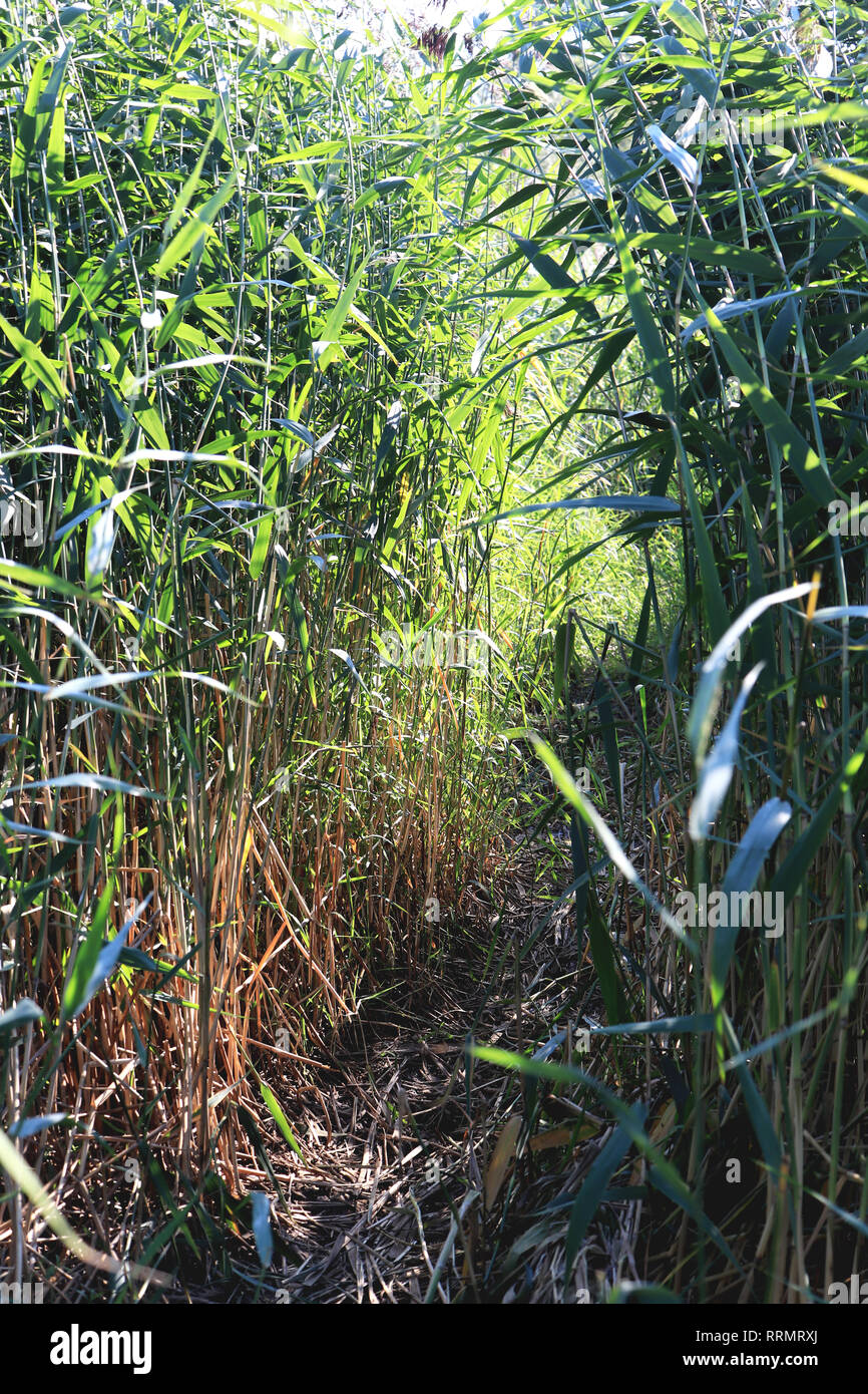 Trail in the reeds. Pathway in the cane. Thickets of bulrush Stock ...