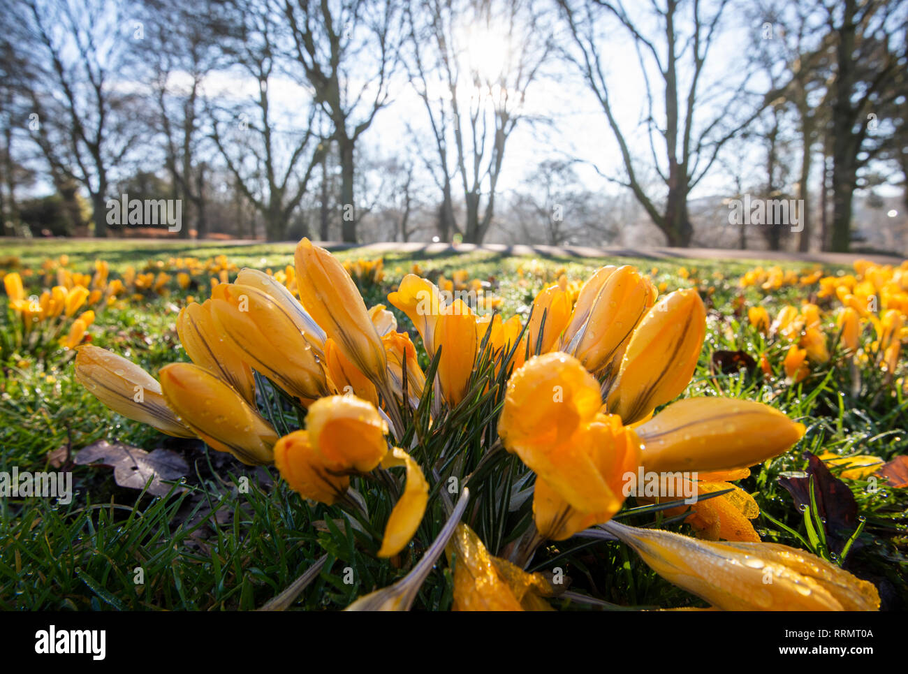Crocuses growing at Woodthorpe Park in Nottingham, Nottinghamshire ...