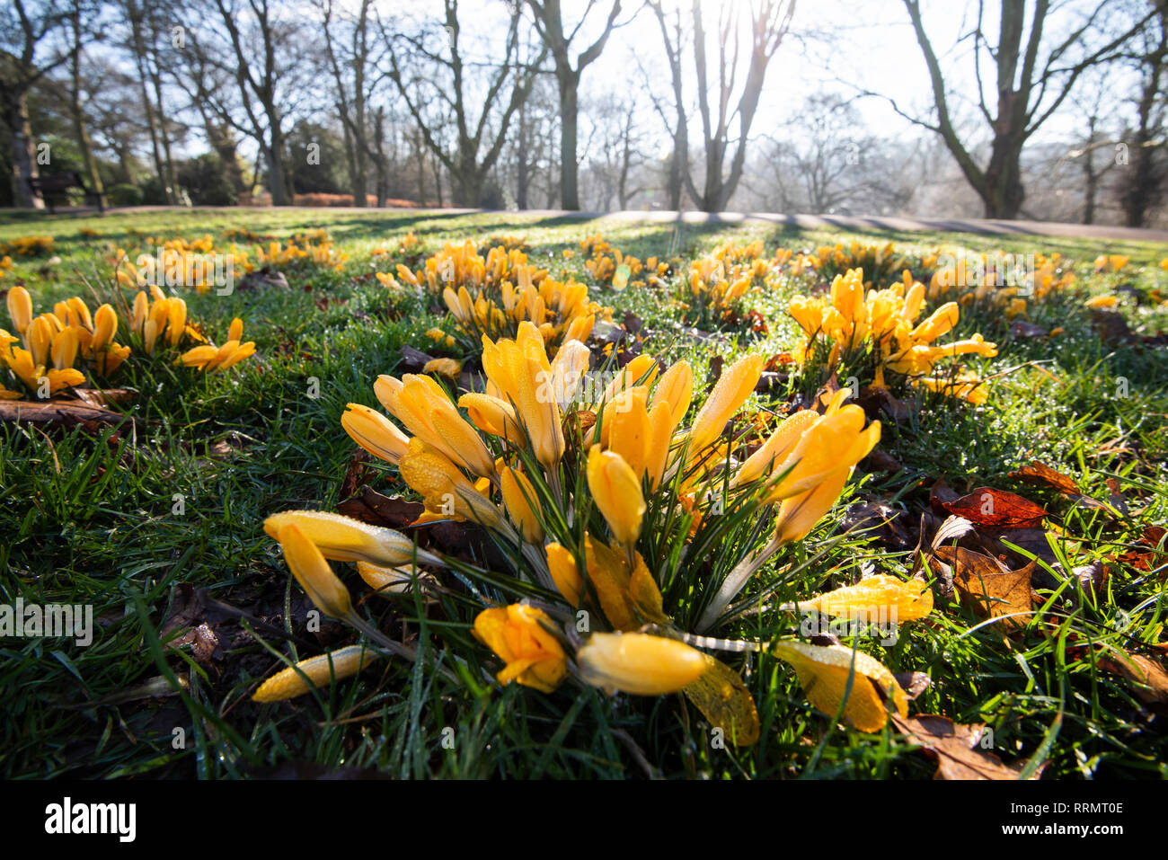 Crocuses ground level hi-res stock photography and images - Alamy