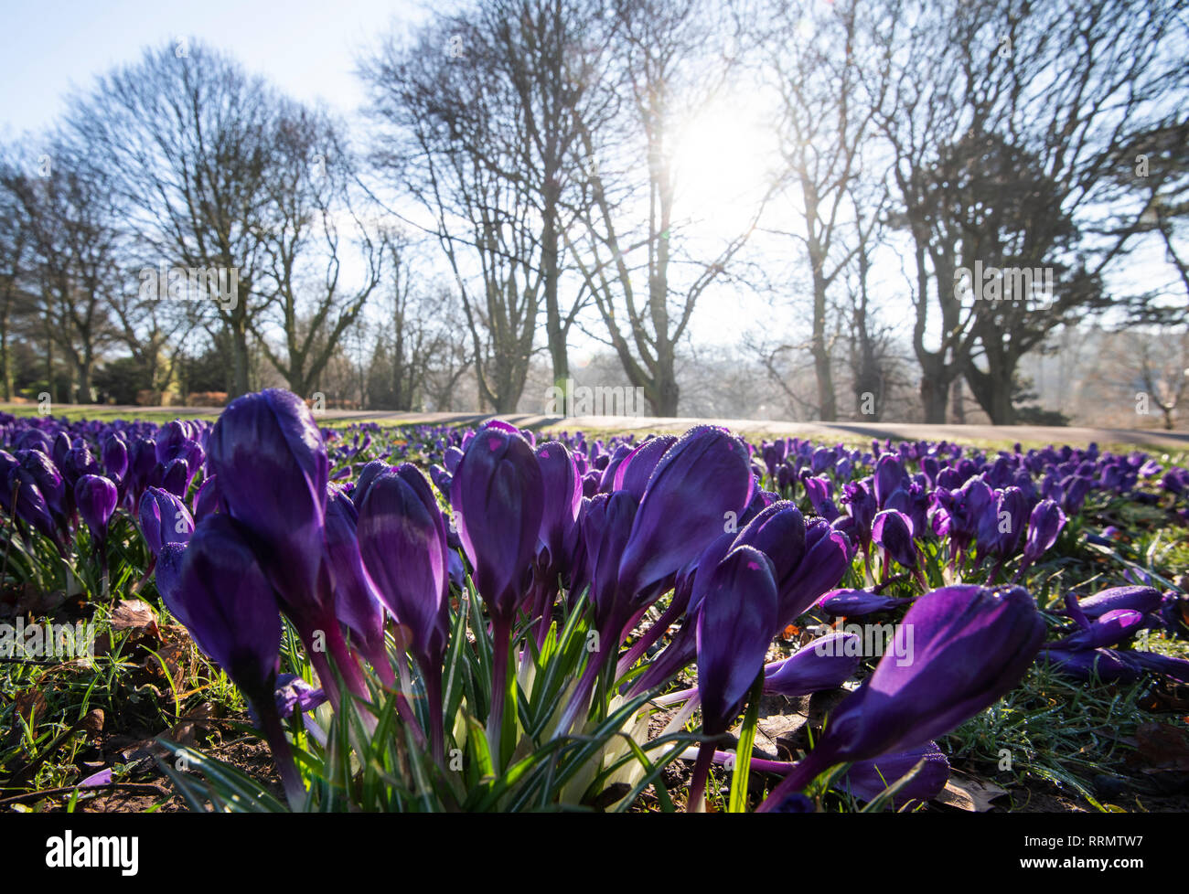 Crocuses growing at Woodthorpe Park in Nottingham, Nottinghamshire ...