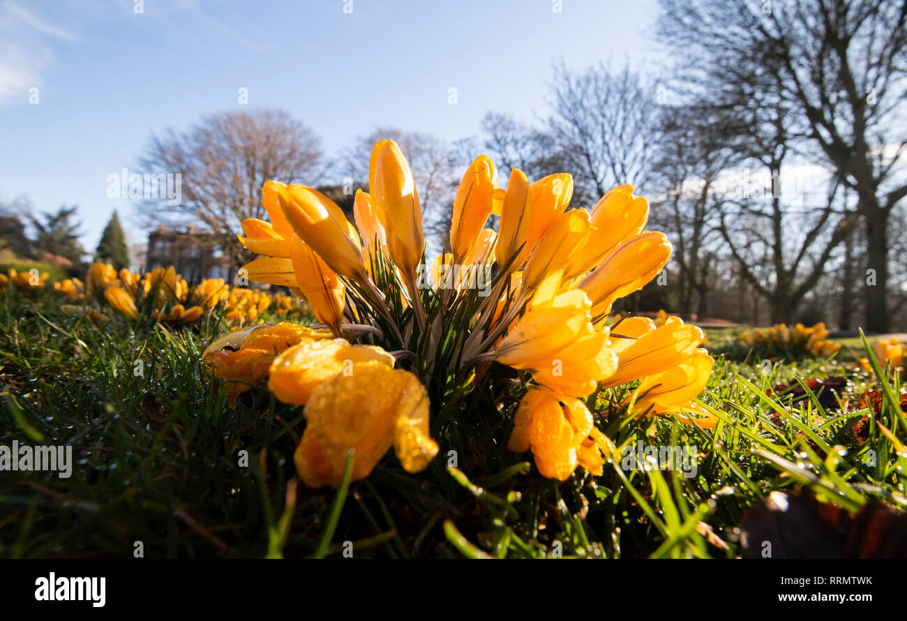 Crocuses growing at Woodthorpe Park in Nottingham, Nottinghamshire ...
