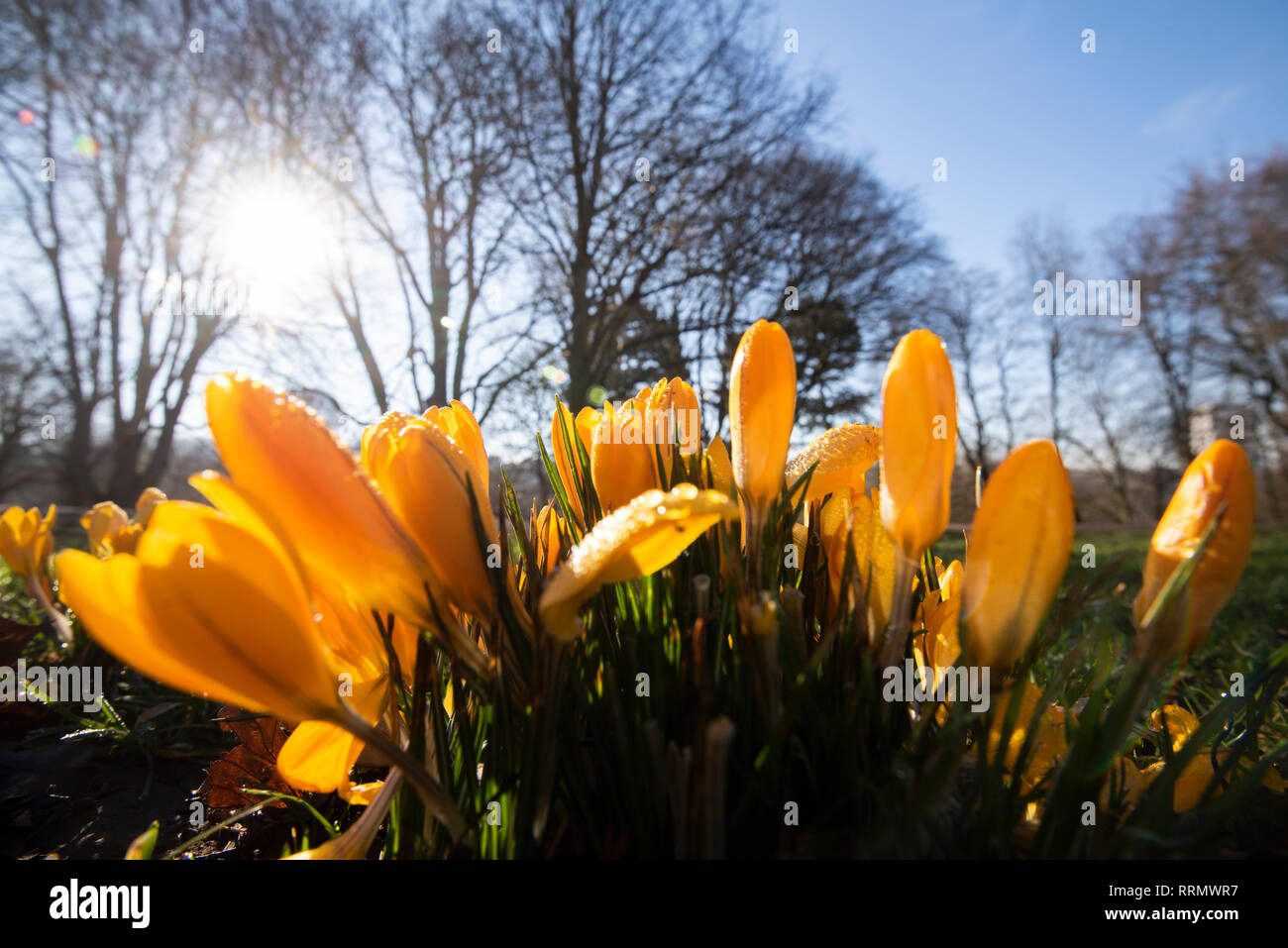 Crocuses growing at Woodthorpe Park in Nottingham, Nottinghamshire ...