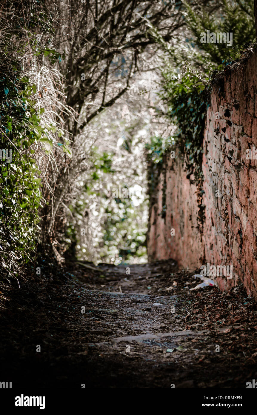 Summer walk along forest hi-res stock photography and images - Alamy