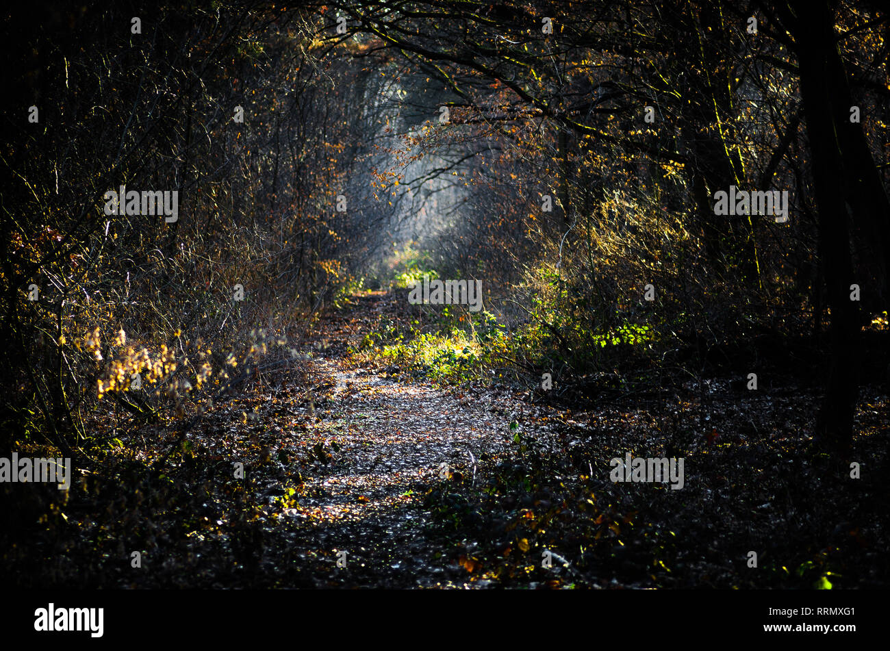 Creepy forest hi-res stock photography and images - Alamy