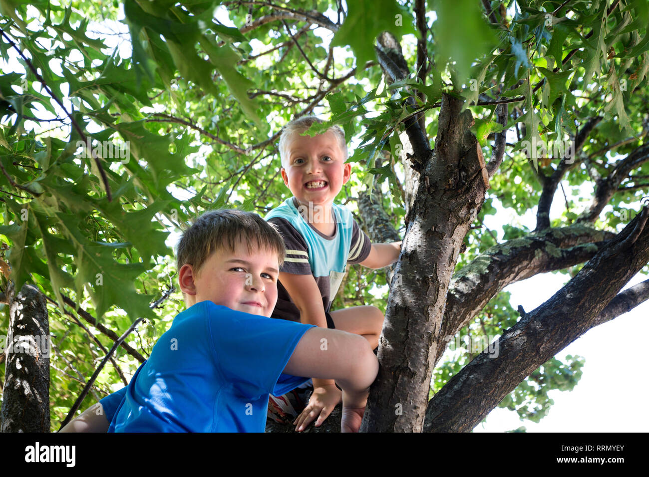Boys climbing a tree hi-res stock photography and images - Alamy
