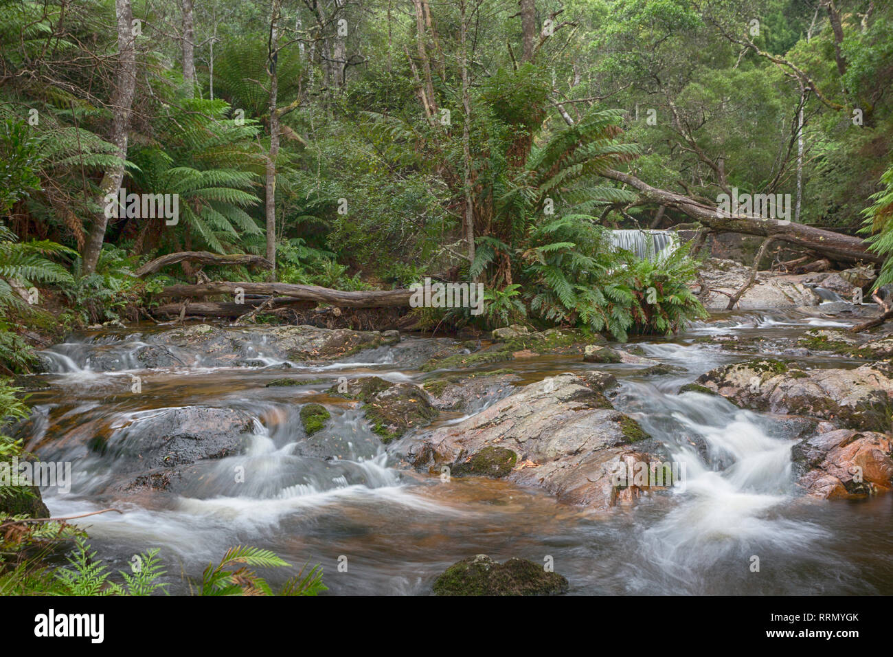 Halls falls tasmania hi-res stock photography and images - Alamy