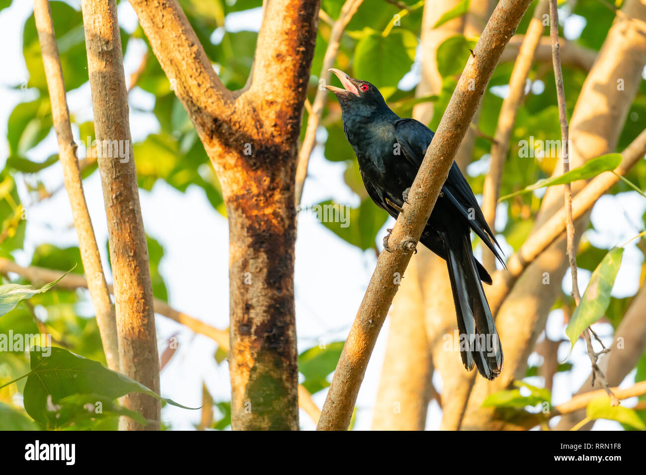 Male Asian Koel perching and singing on a Bo tree perch Stock Photo - Alamy