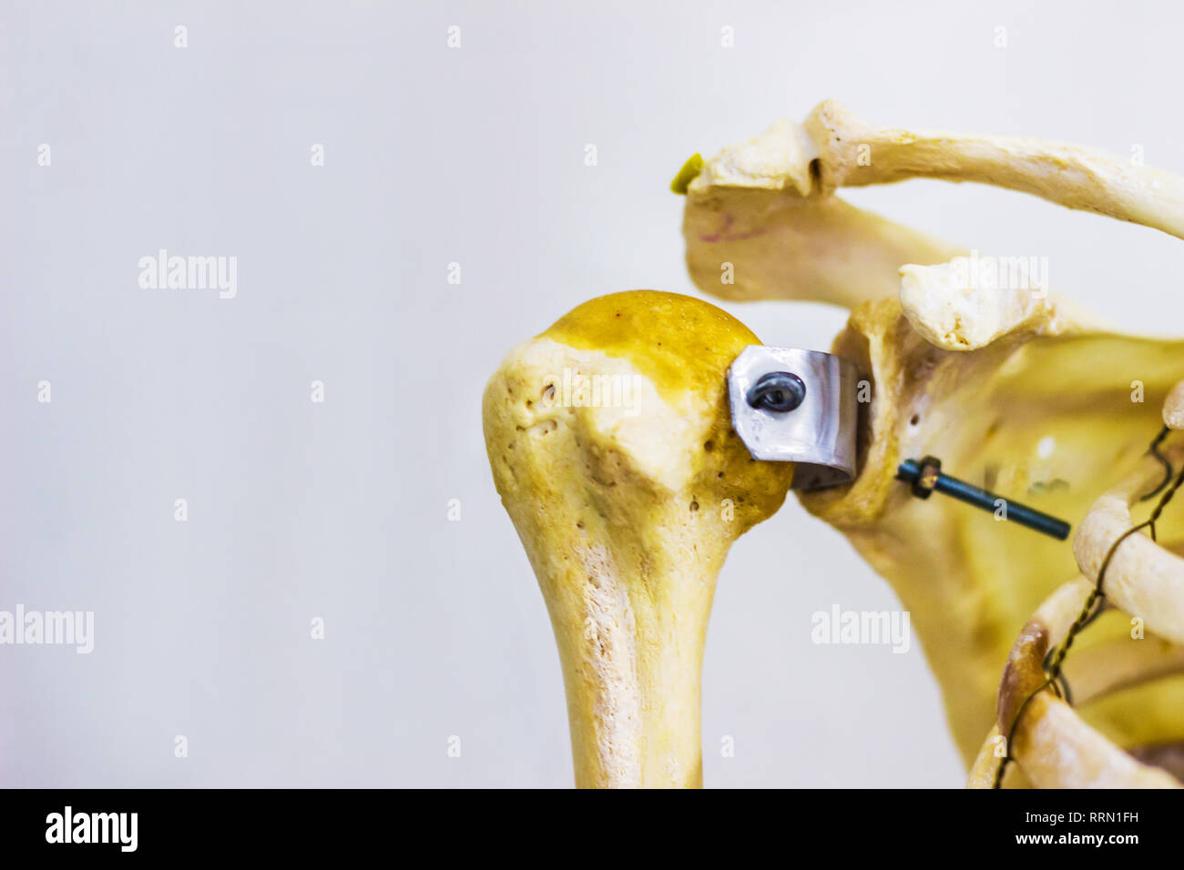 articulated humerus clavicle and scapula bones showing human right ...