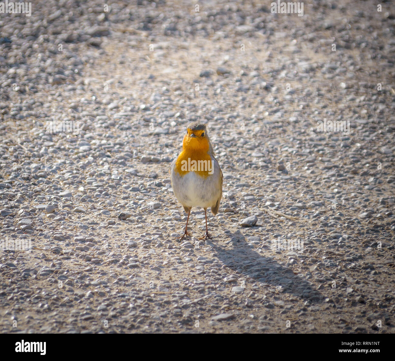 A little robin Stock Photo - Alamy