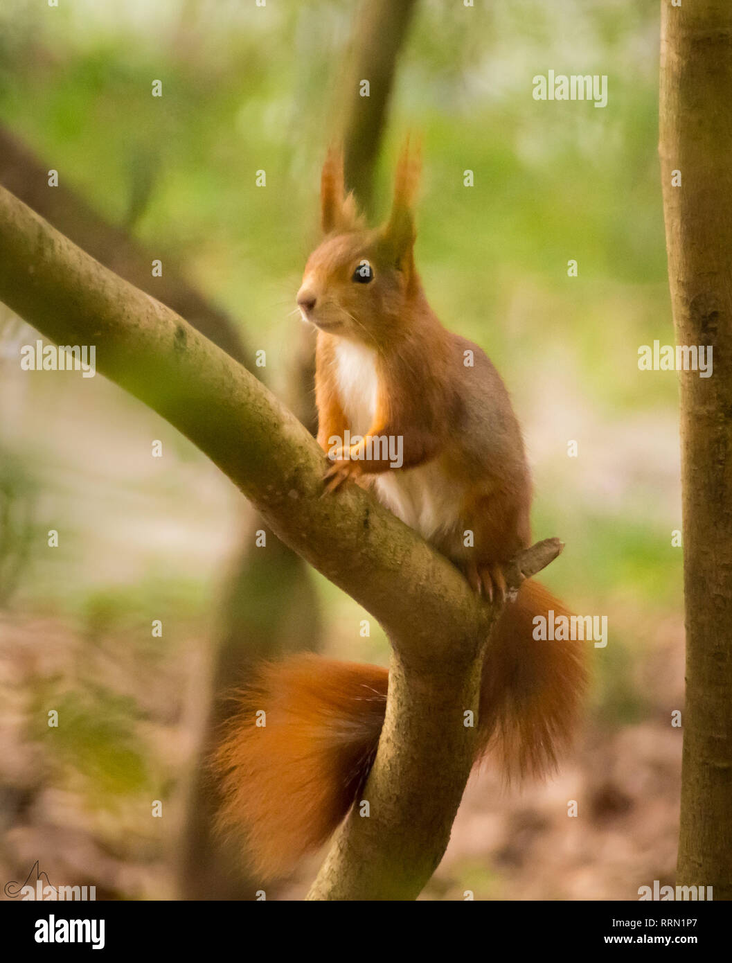A little orange squirrel sitting in a tree Stock Photo - Alamy