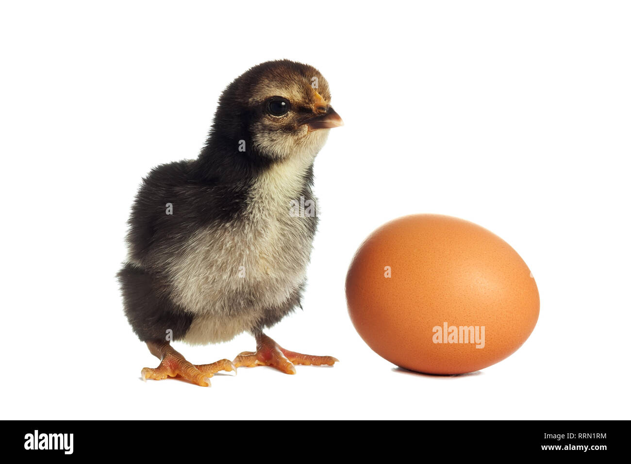 Funny chick Cut Out Stock Images & Pictures - Alamy