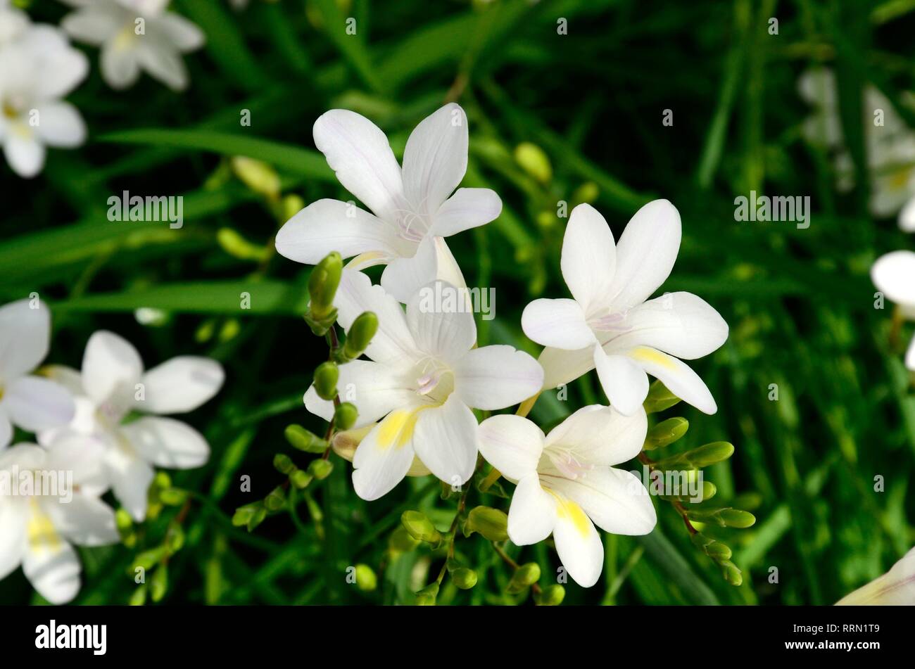Freesia Alba flowers Stock Photo - Alamy